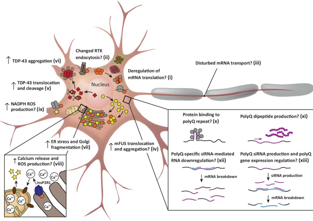 ALS and other neurodegenerative disorders: from genetic defects to ...